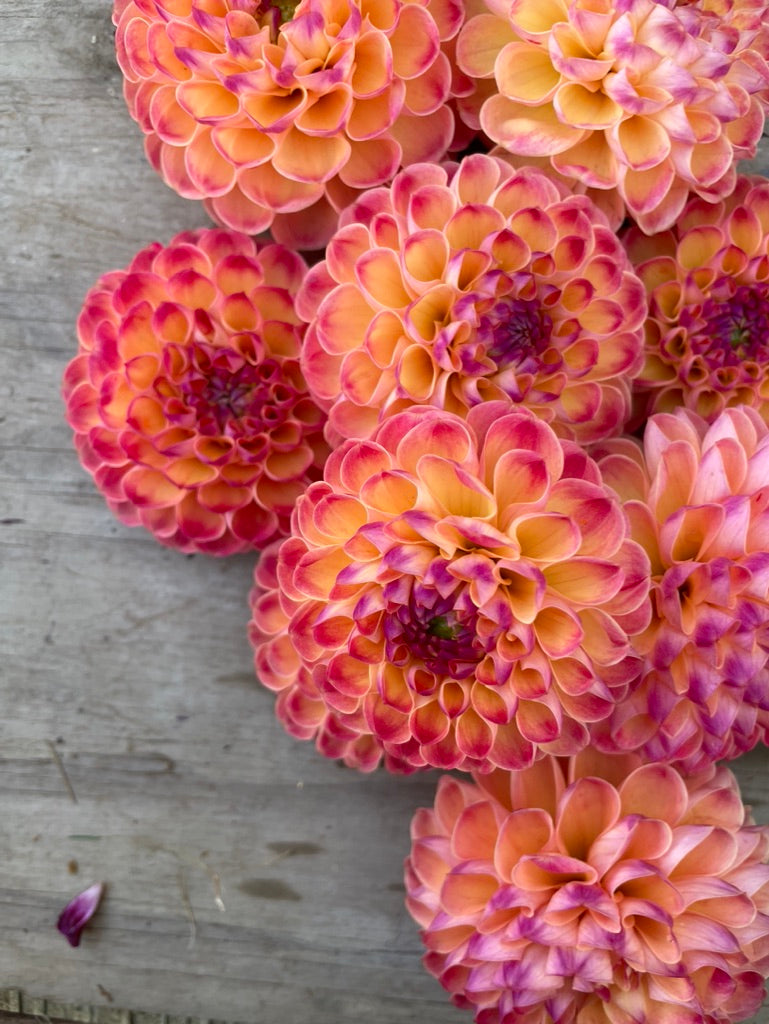 NTAC Mia Li – The Dahlia House