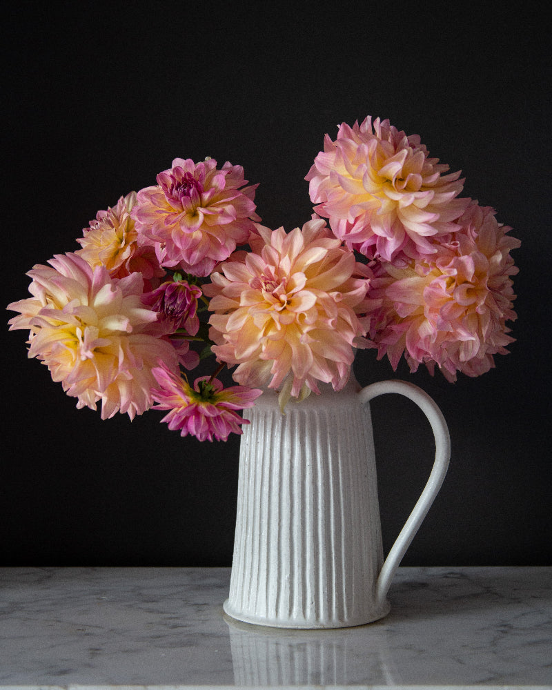 AC Twisp – The Dahlia House