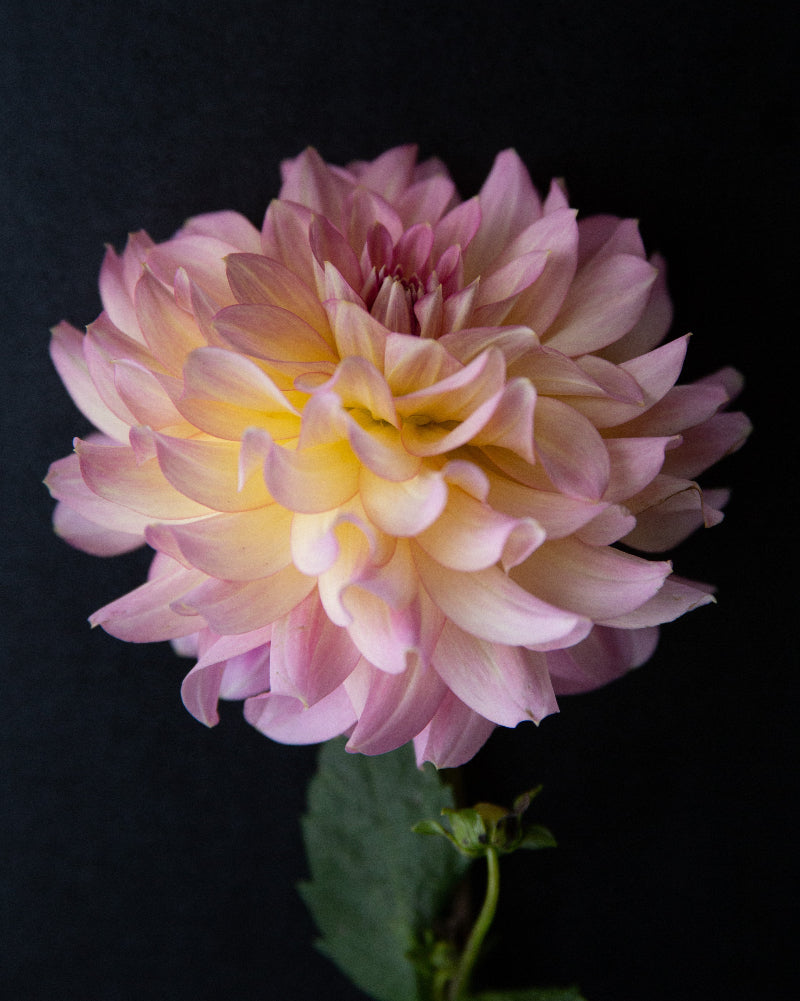 AC Twisp – The Dahlia House