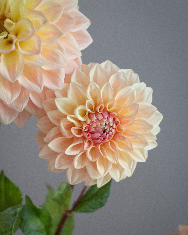 Bloomquist Alan – The Dahlia House