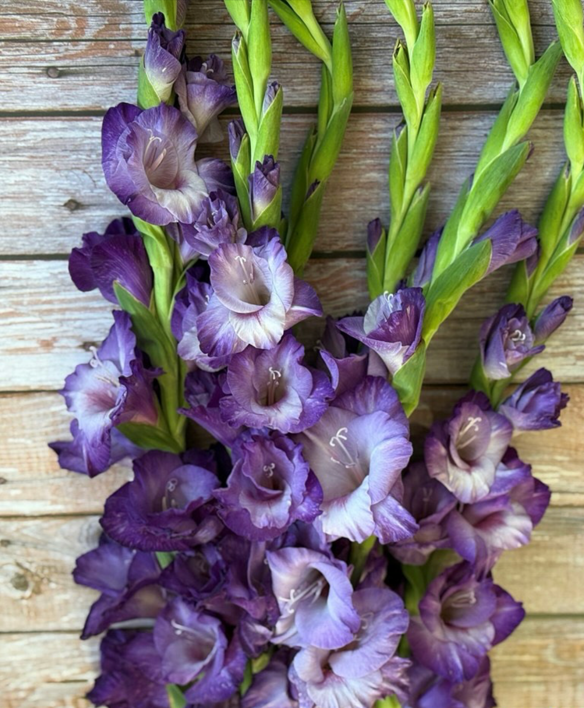 Gladiolus Flevo Nautica – The Dahlia House