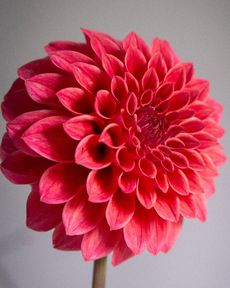 Hy Beacon – The Dahlia House