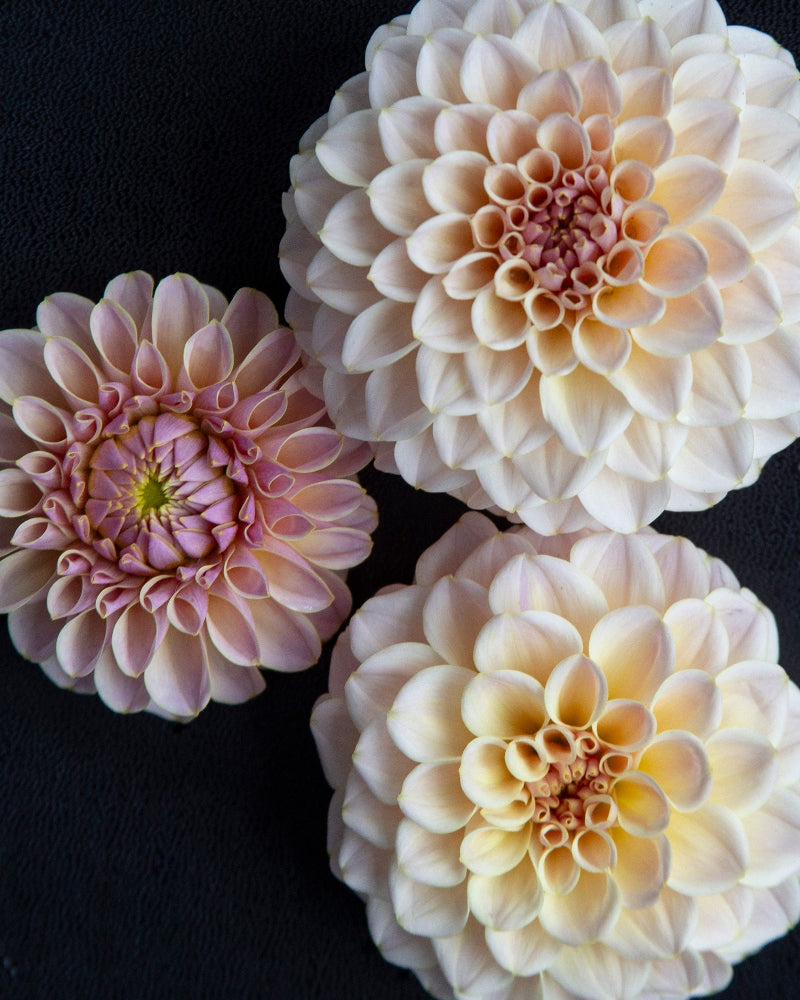 KA's® Cinder Rose – The Dahlia House