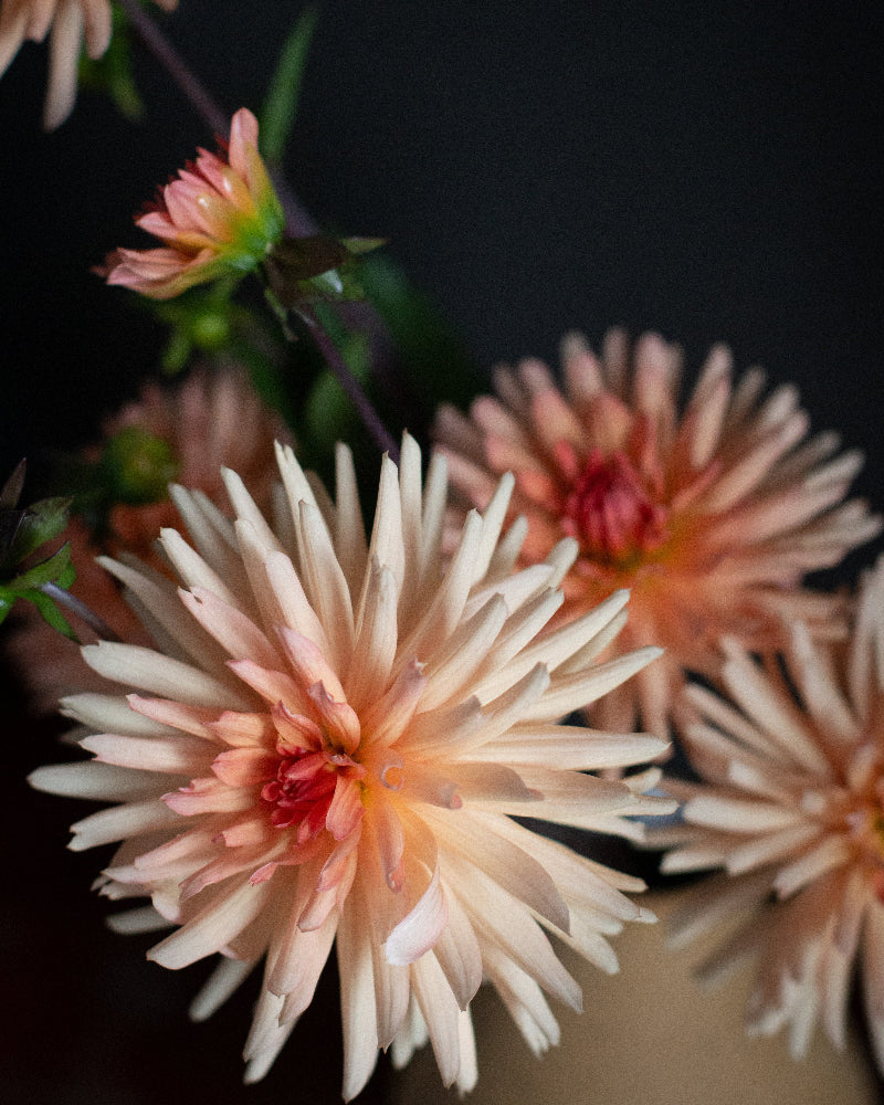 Peach Fuzz – The Dahlia House